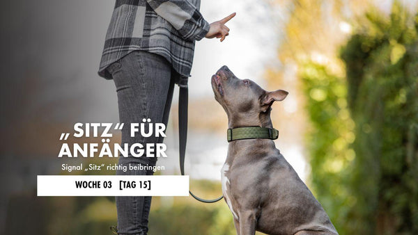 „Sitz“ für Anfänger – Kostenloser Trainingsplan für dein Hundetraining ...